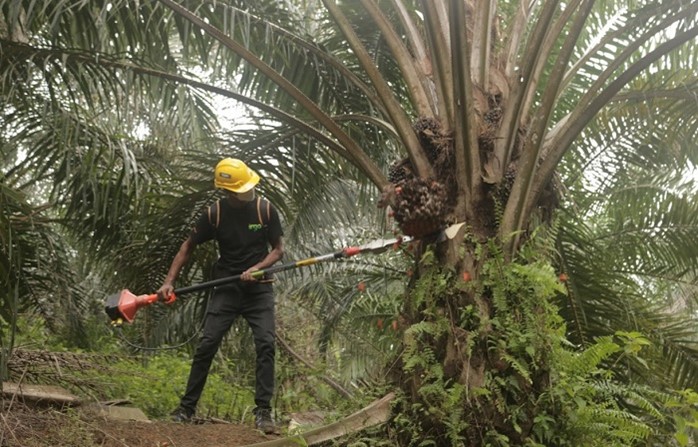 IRGA Sdn Bhd - アグリテック | マレーシア ビジネス情報 CONNECTION